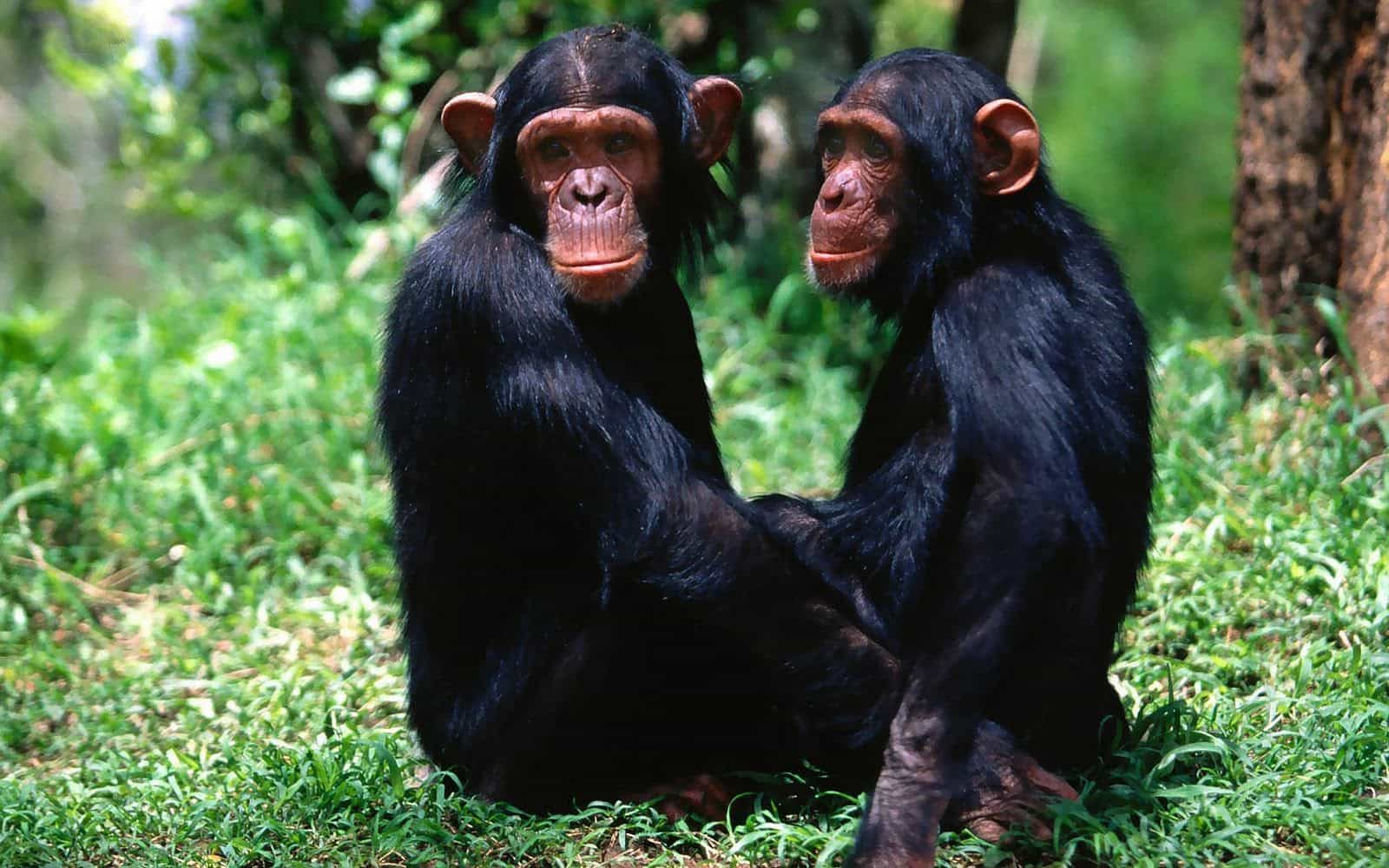 Mad Chimpanzee