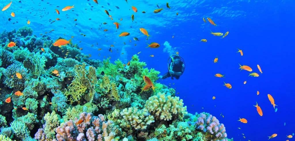 Scuba Diving in The Philippines: Top 10 Dive Sites