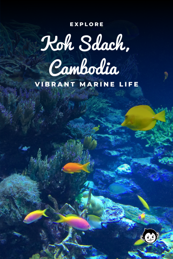 Dive into the Hidden Paradise: Exploring Marine Life in Koh Sdach - Mad Monkey Hostels
